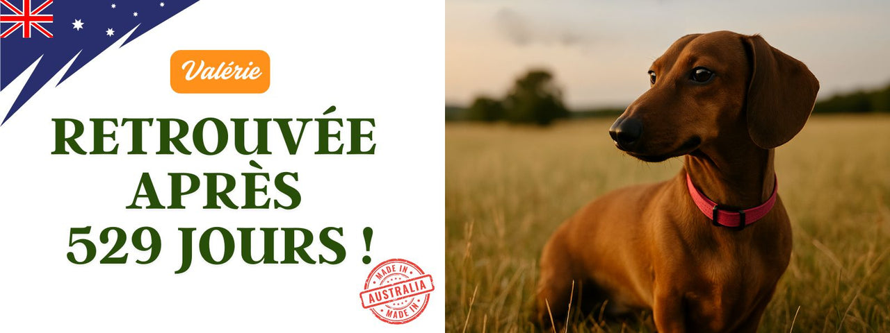 Teckel Valérie Retrouvé Après 529 jrs de Fugue en Australie | Teckelshop